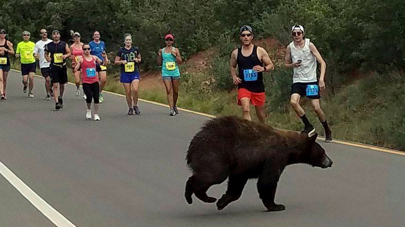 That's no normal runner: Bear crashes US race | ITV News