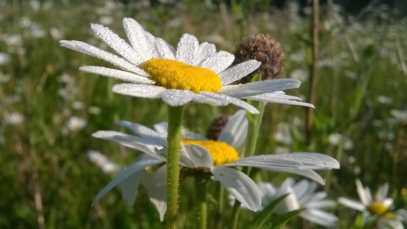 Flaming June continues with soaring temperatures | ITV News Anglia