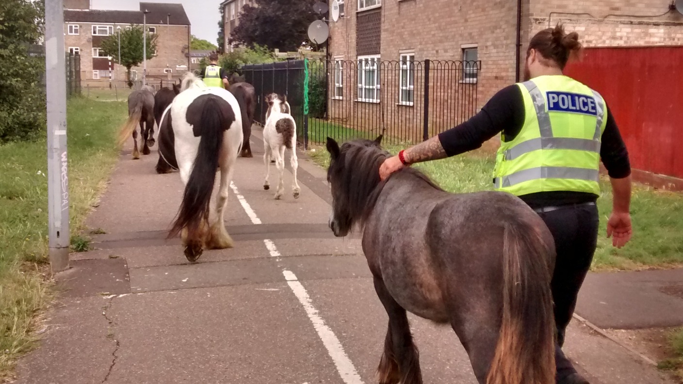 Police officers turn cowboy to round up ponies | ITV News Anglia