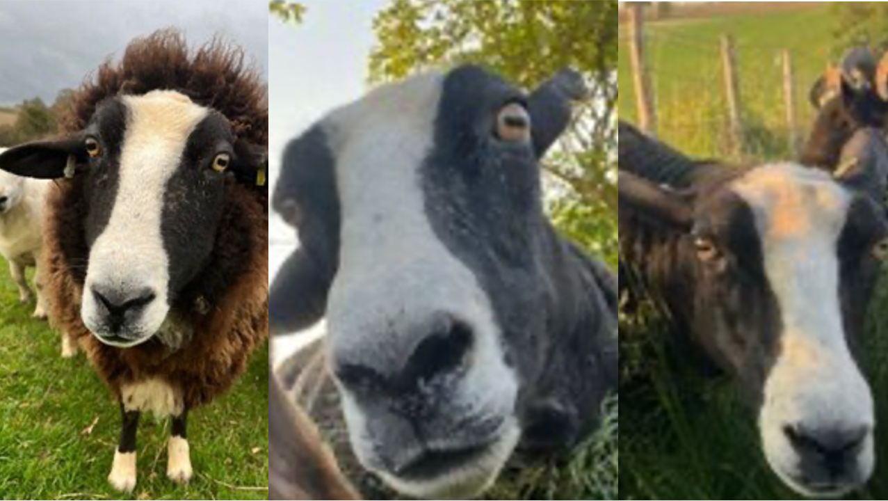 Two sheep stolen and a third has legs tied in field close to Kent dual ...