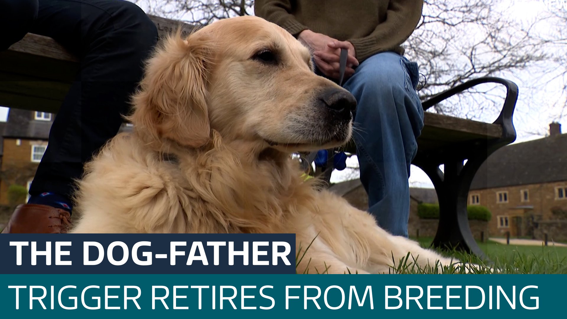 The 'Dog-Father' retires after fathering more than 300 puppies for ...