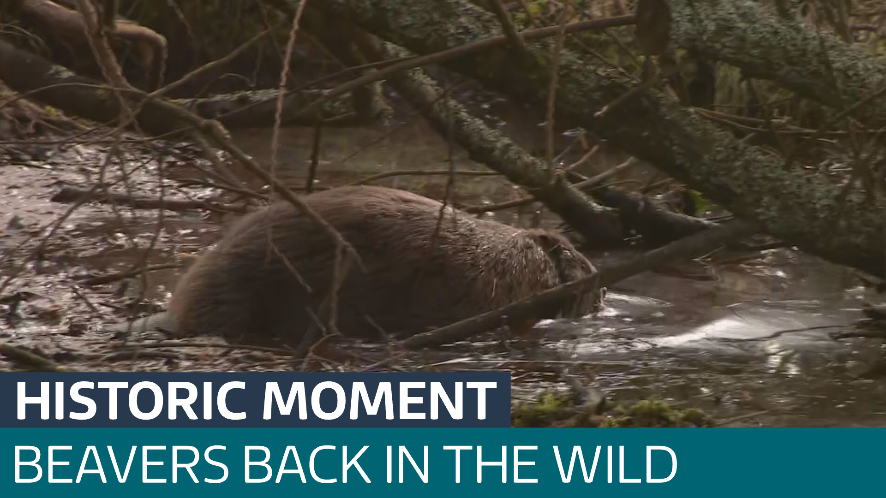 Four beavers were officially released in Purbeck Heaths in Dorset ...