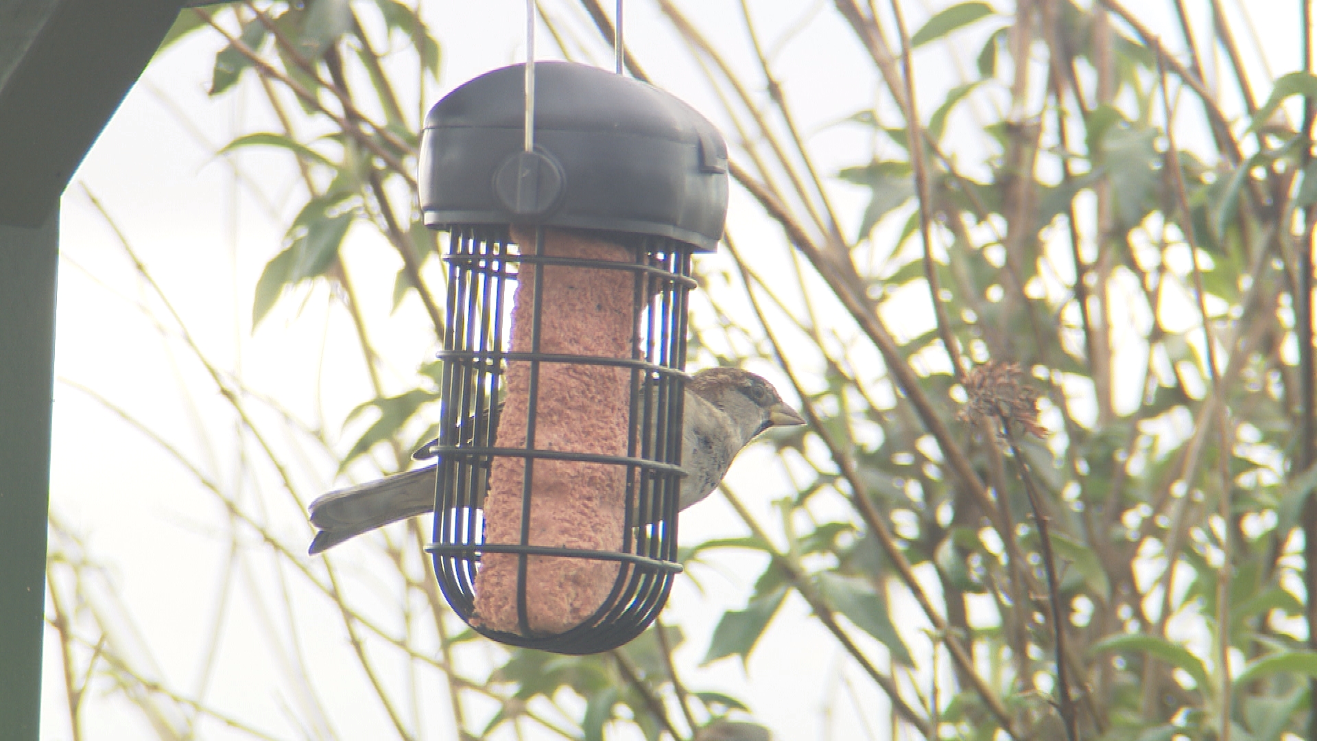Top tips for looking after Channel Island birds | ITV News Channel