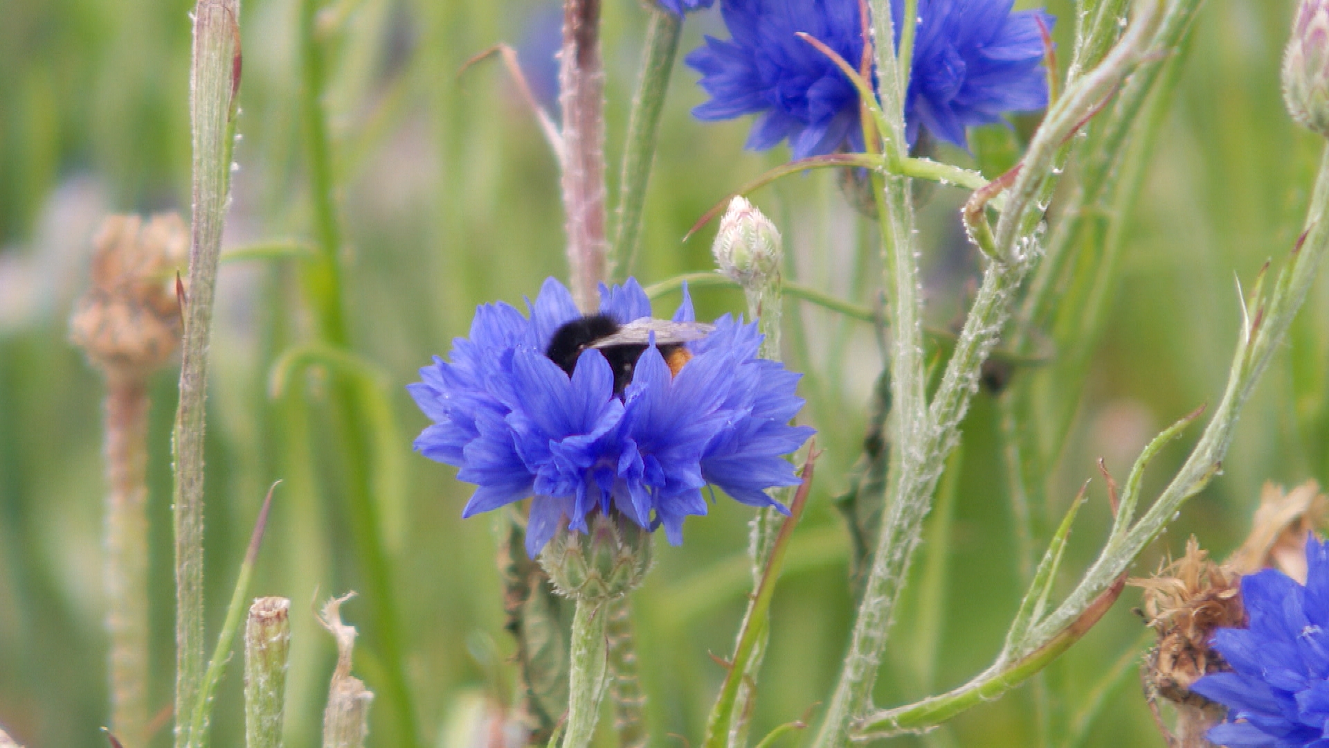 Guernsey Flower Farm promotes sustainable gardening to islanders | ITV ...
