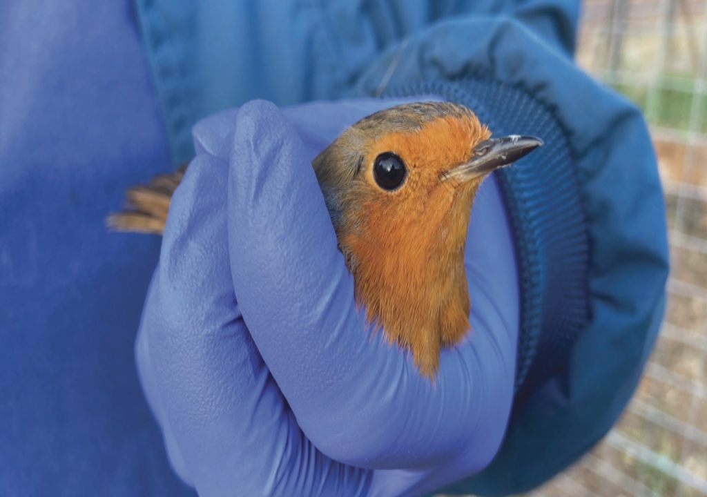 Robin admits himself to animal hospital in Berkshire | ITV News Meridian