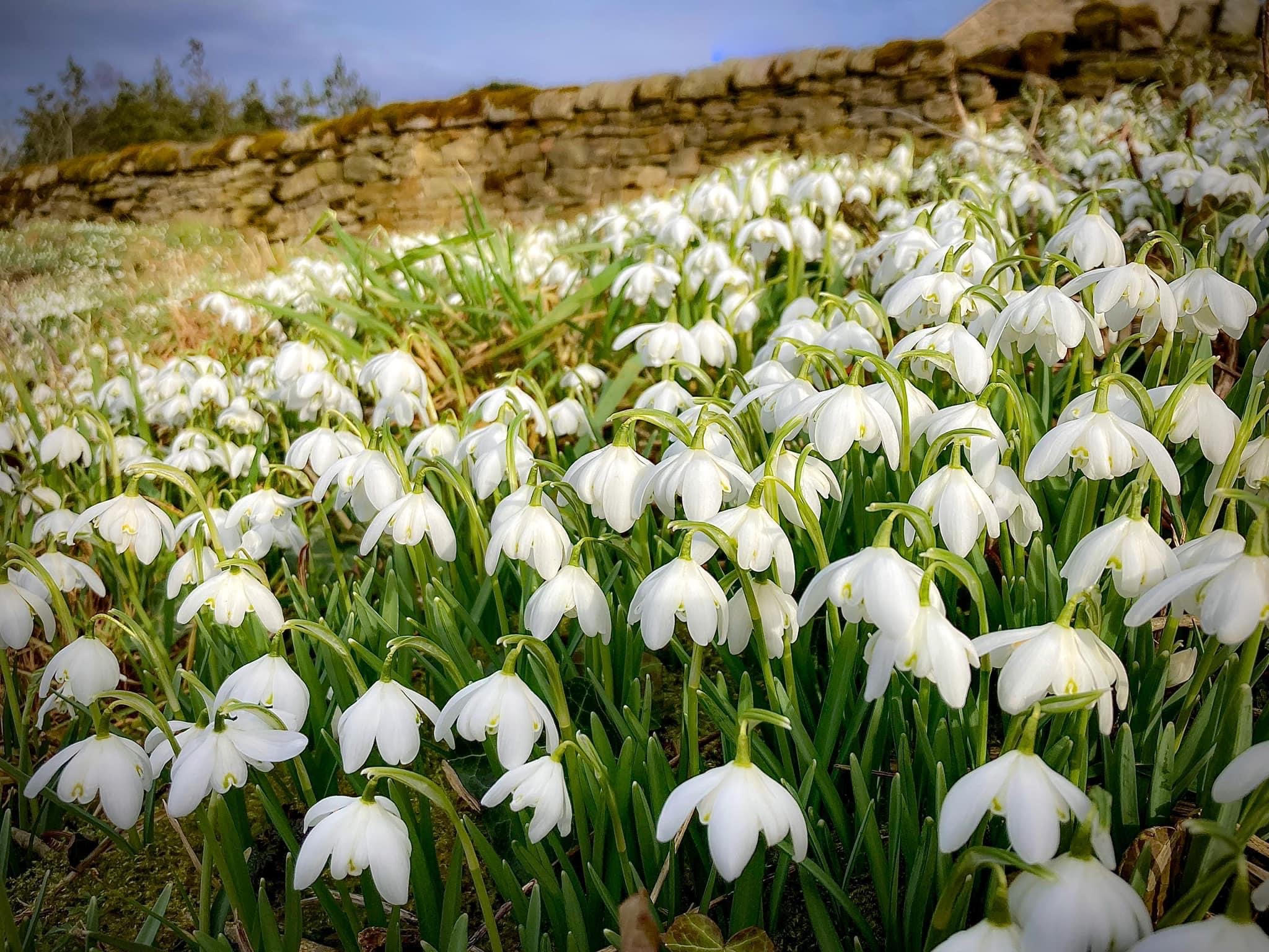 January 2023: Snowdrops | ITV News Tyne Tees