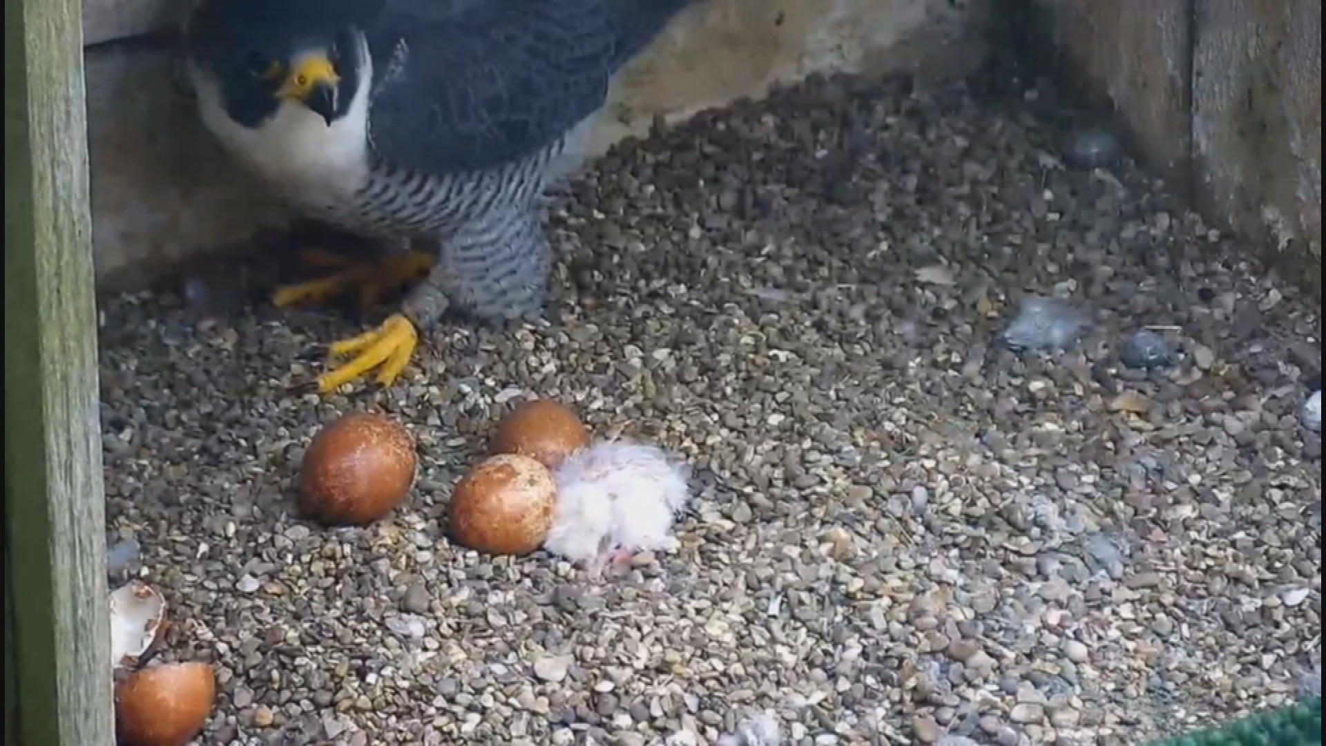 First glimpse of hatched Taunton peregrine falcon chick | ITV News West ...