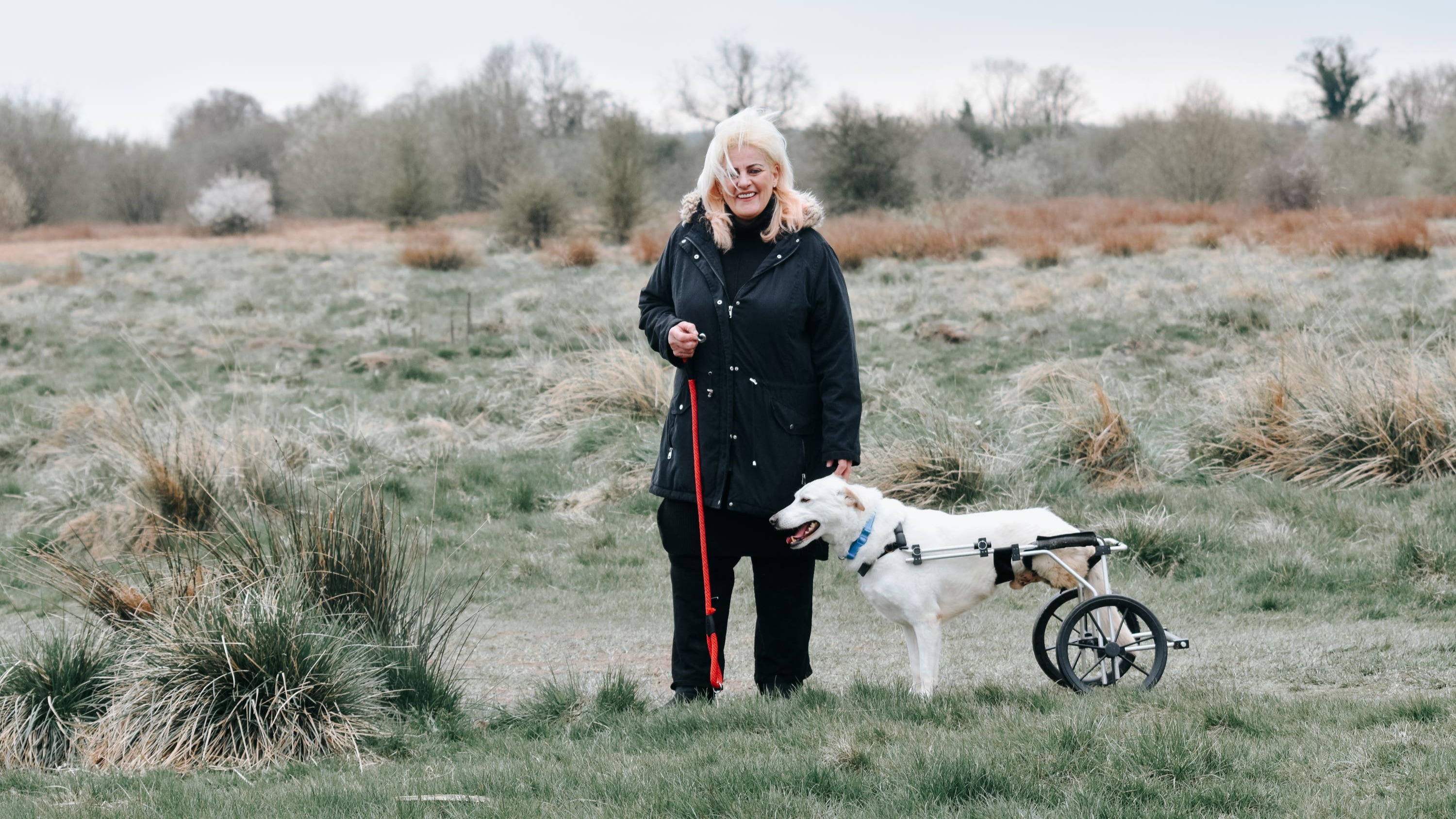 Welsh charity that rehomes disabled dogs fundraises for first adoption ...