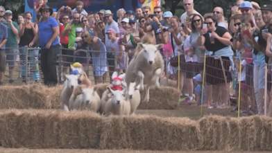 PETA explains why they want Sark's Sheep Racing Festival to be scrapped ...