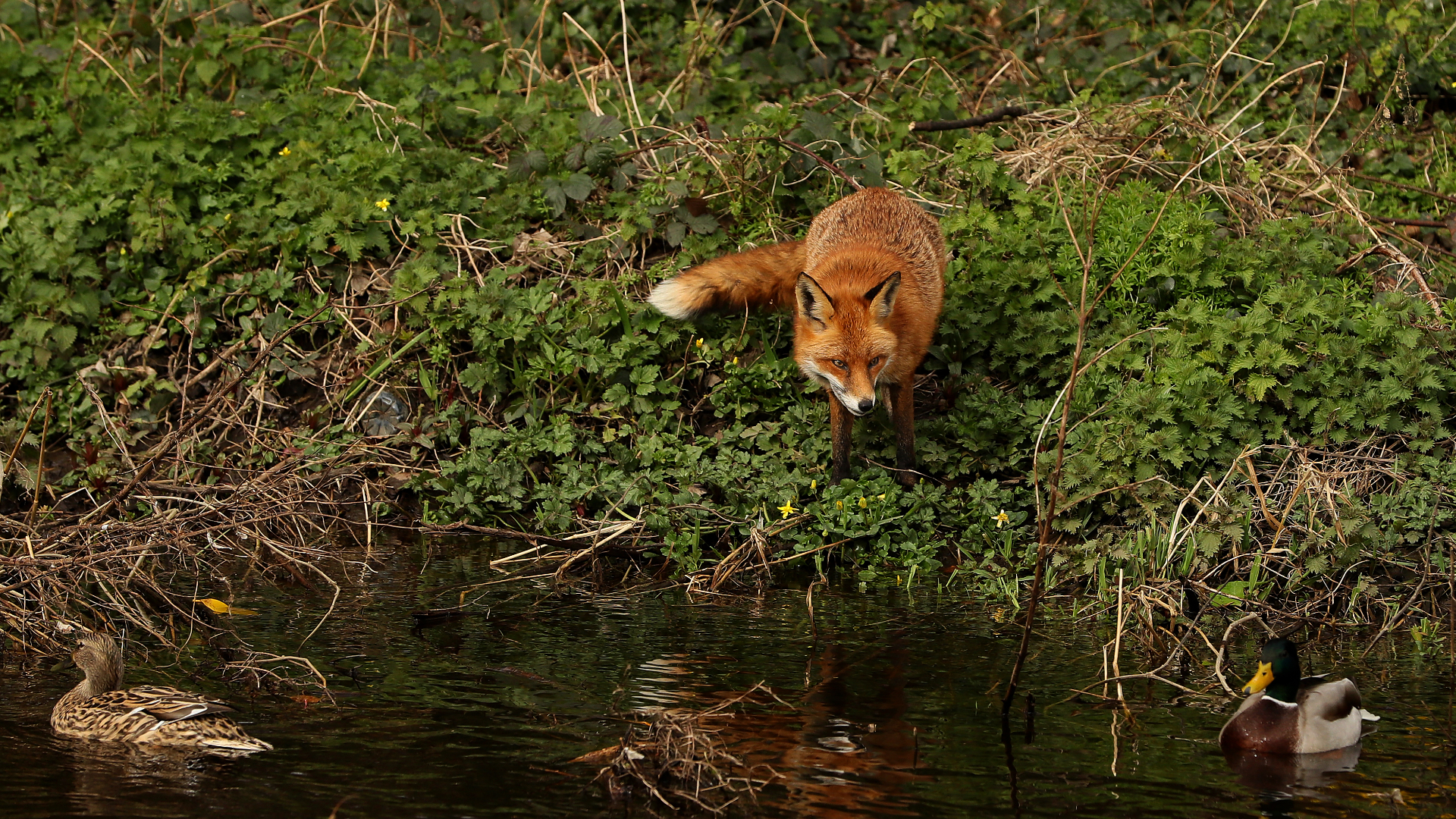 Police investigate claims of illegal fox hunting in Buckinghamshire ...