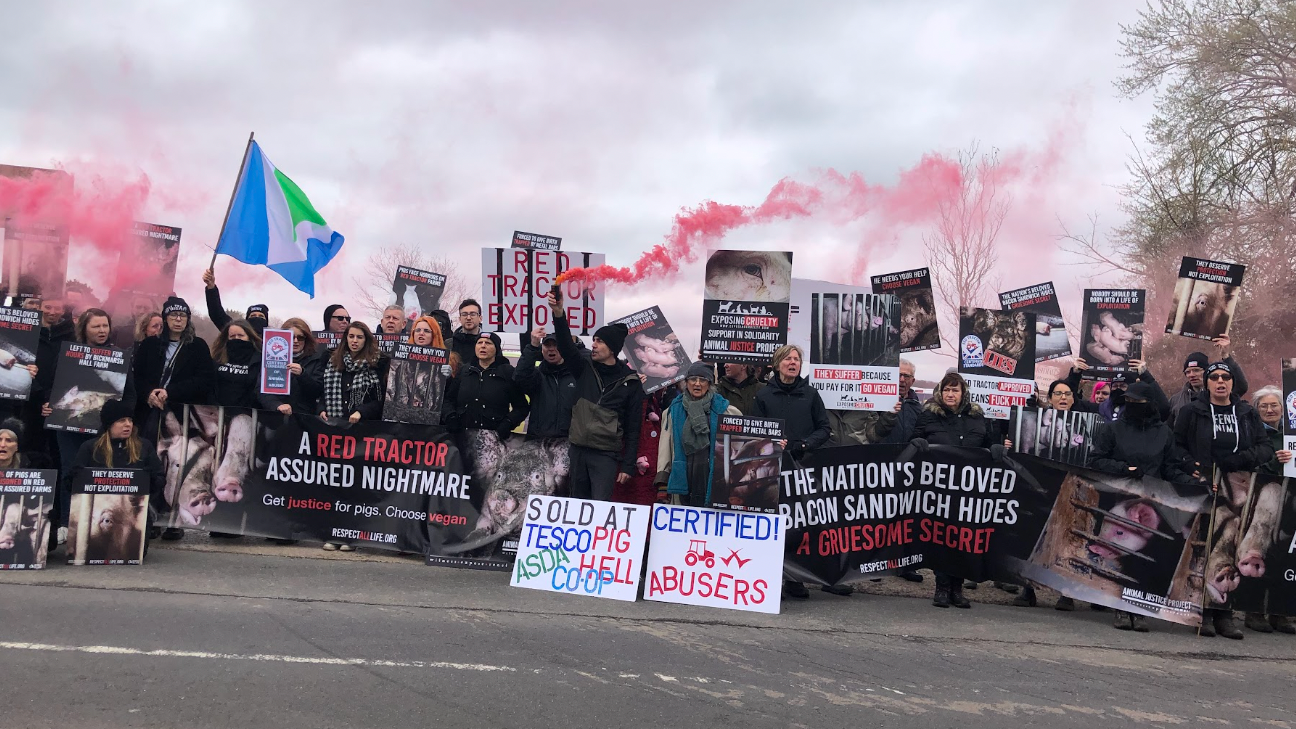 Animal rights activists protest outside Warwickshire farm where pigs ...