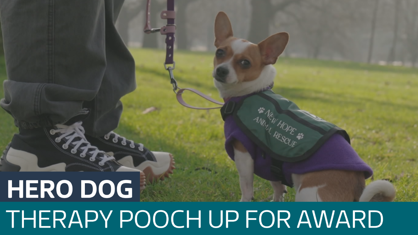 Two-year-old therapy dog Tilly is nominated for a prestigious Kennel ...