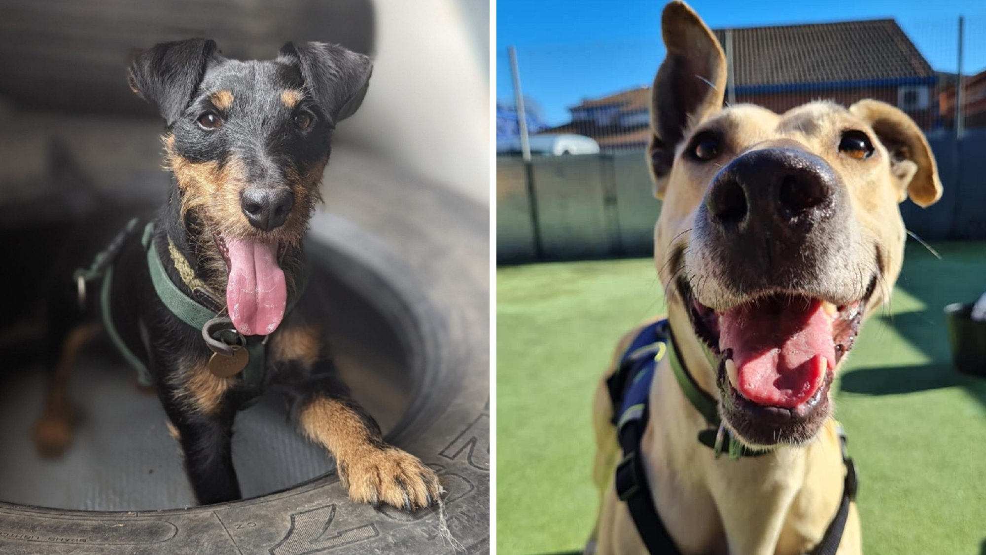 The long-serving RSPCA residents who have spent more than 500 days in ...