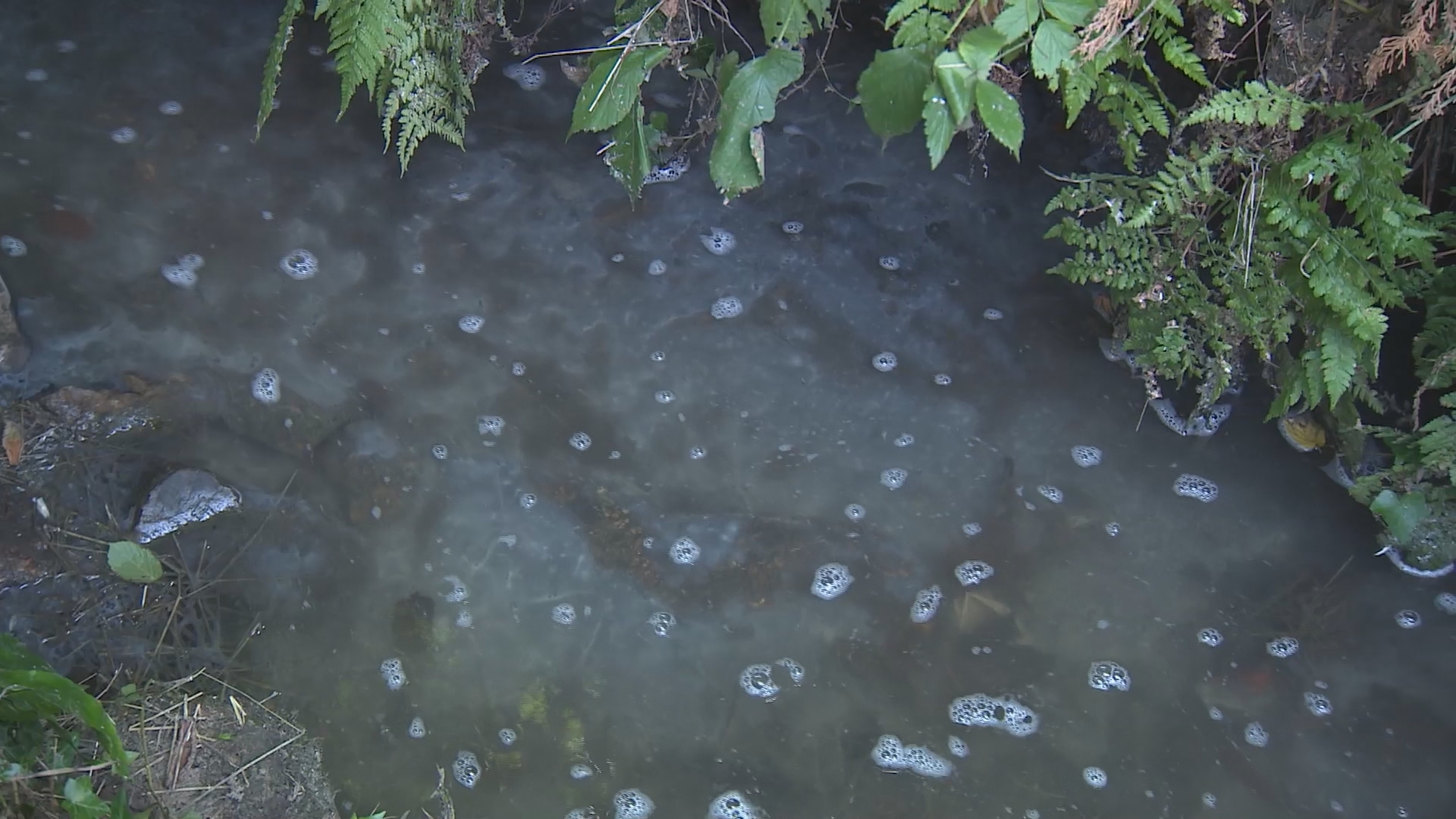 Stench from polluted stream preventing residents from using gardens in ...