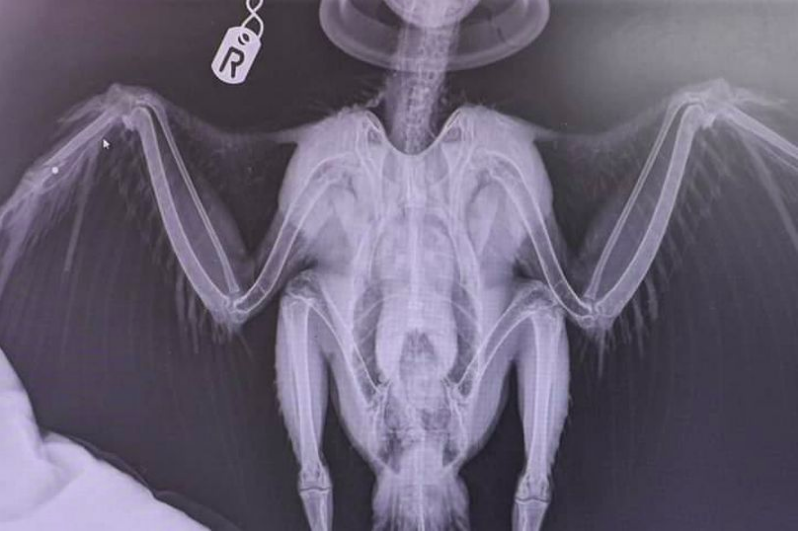 Rare peregrine falcon killed in 'despicable' shooting | ITV News West ...