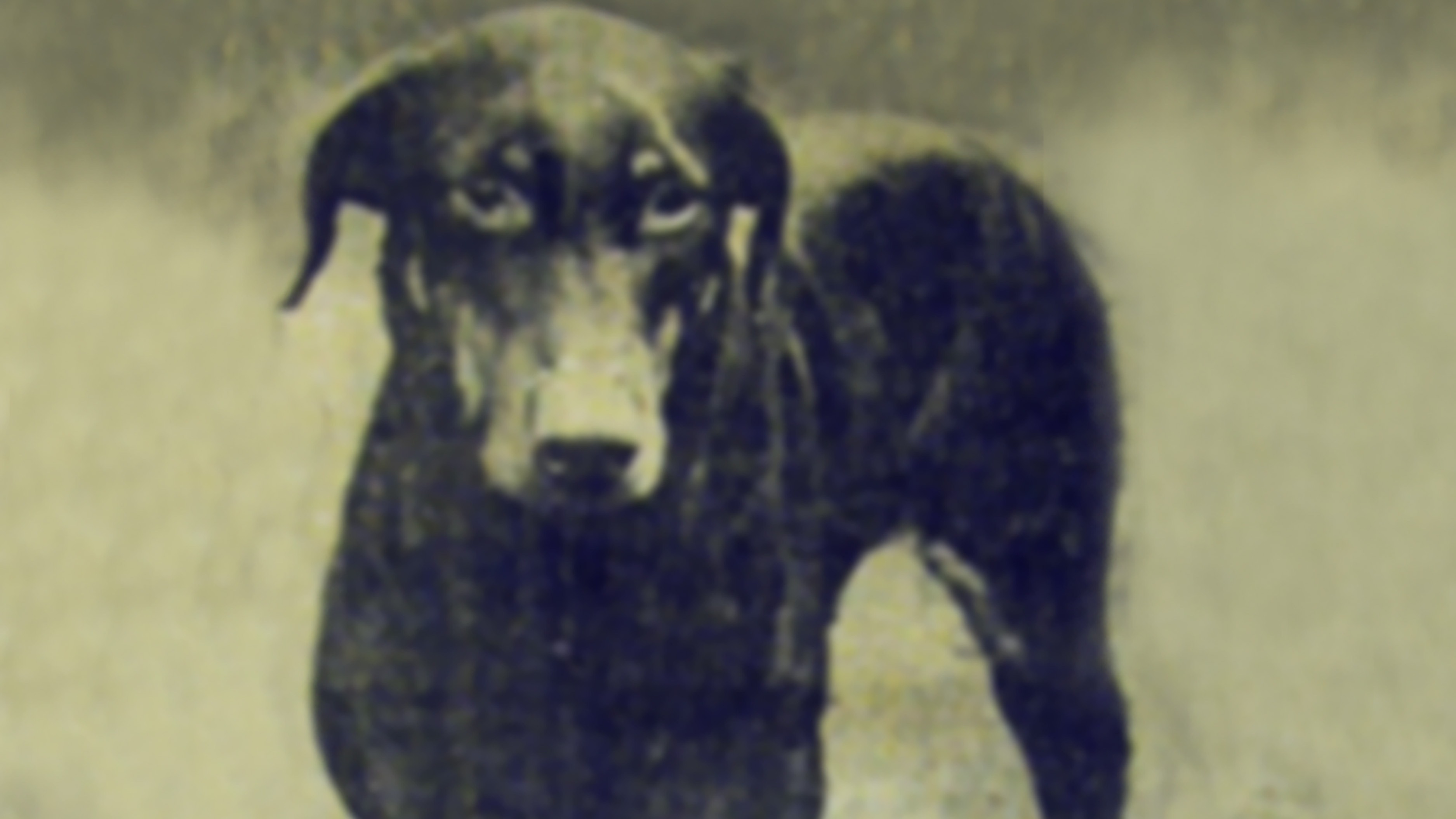 Late police dog awarded posthumous bravery medal | ITV News Granada