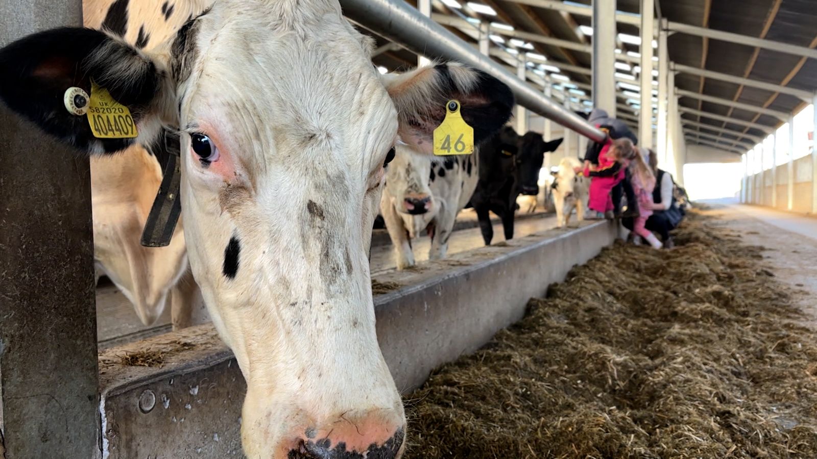 Small Dairy Farm Operation