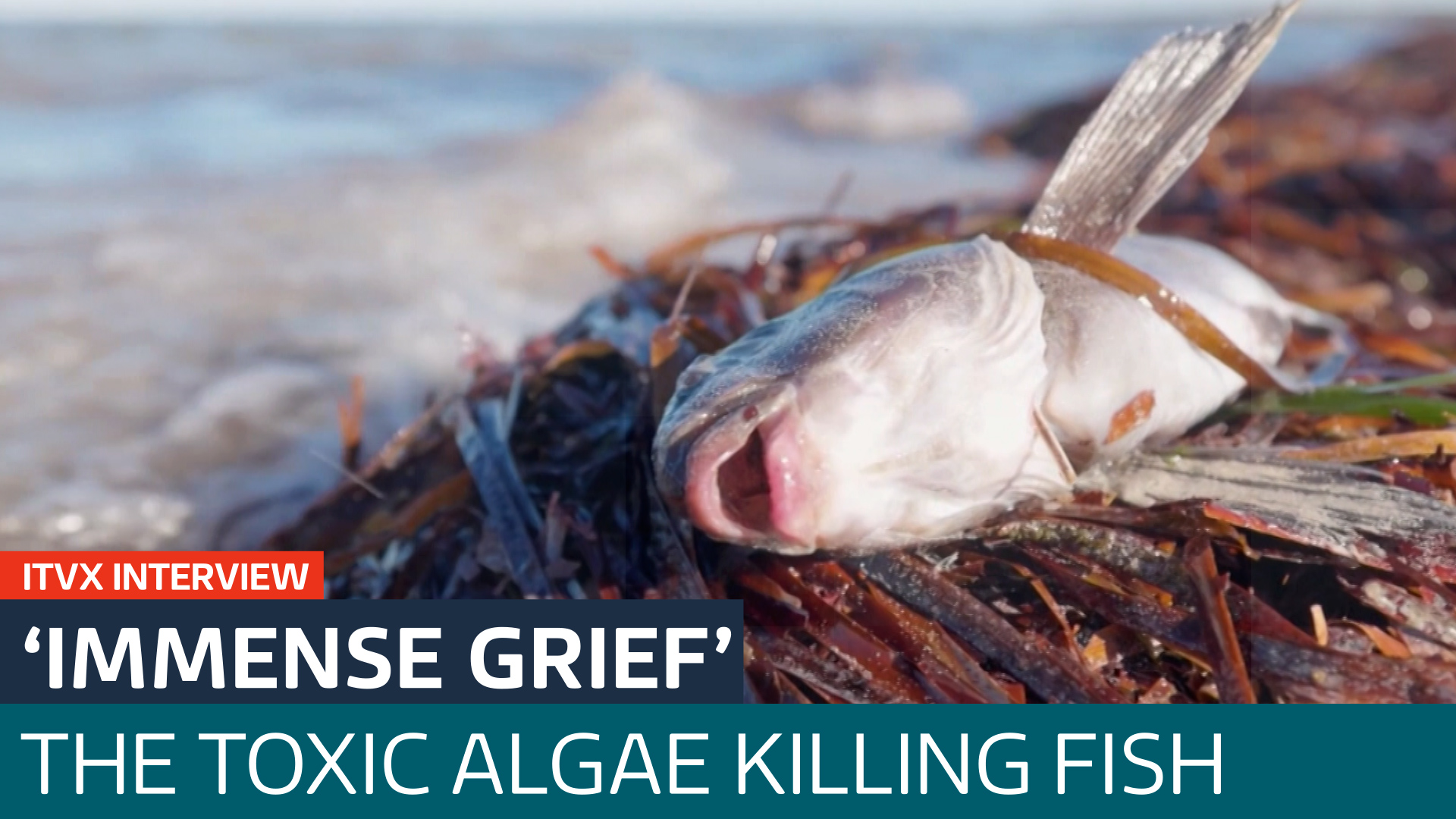 'It's a natural disaster': Algae bloom killing thousands of marine ...