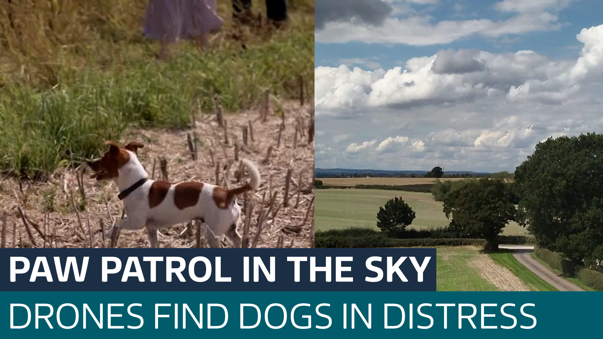 Volunteers launch drones to reunite missing dogs with their owners ...
