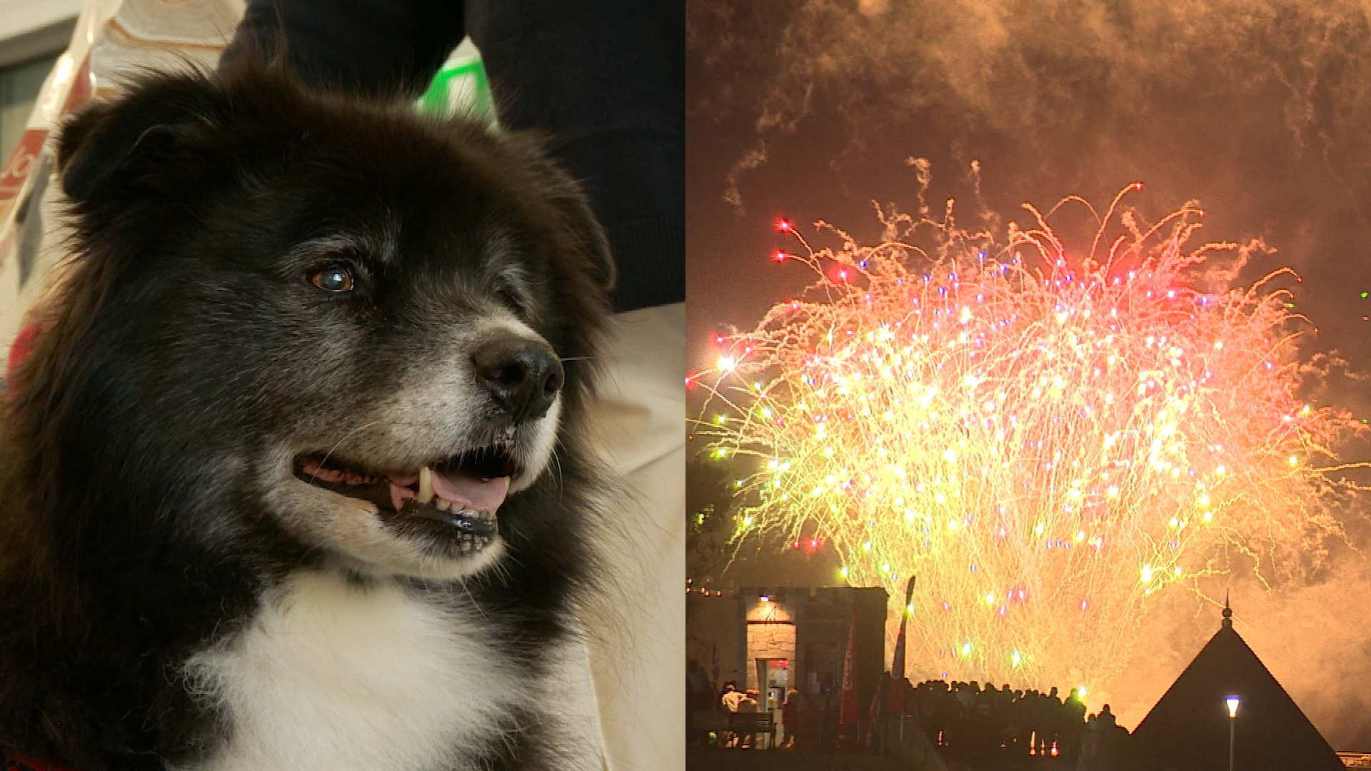 JSPCA encourages people to be mindful of pets during bonfire ...