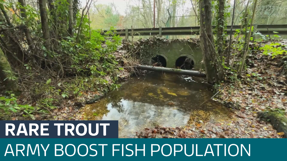 Rare brown trout numbers boosted at Military Academy - Latest From ITV News