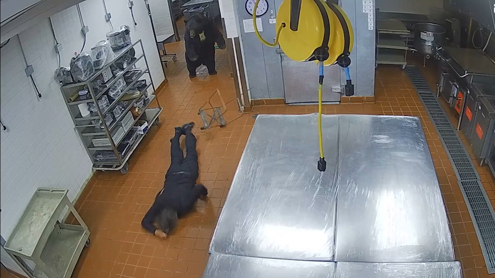 CCTV captures moment bear pushes security guard over at luxury Colorado ...