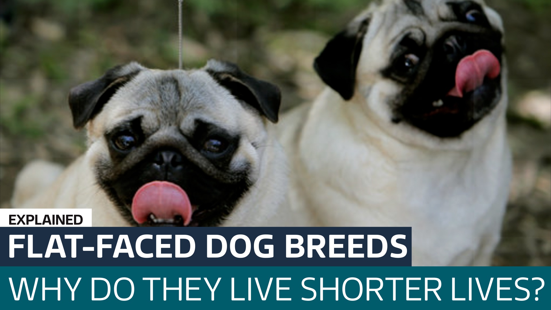 Why do flat-faced dogs have shorter life expectancies than other breeds ...