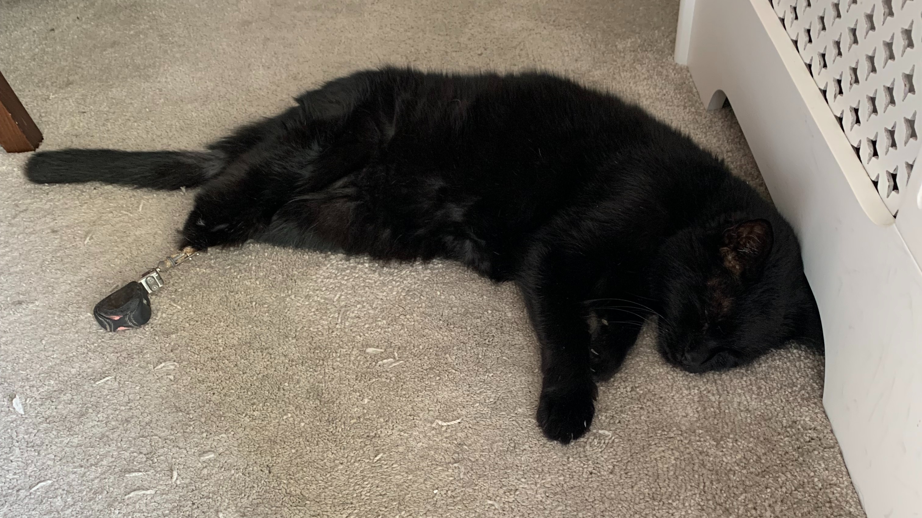 Jersey's 'bionic cat' turns 15-years-old | ITV News Channel