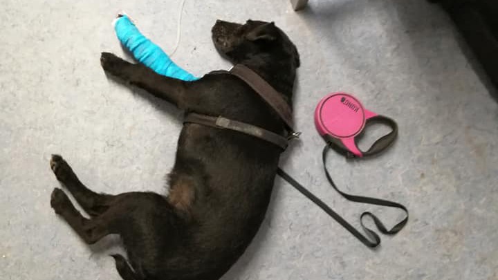 What Happens If An Adder Bites A Dog