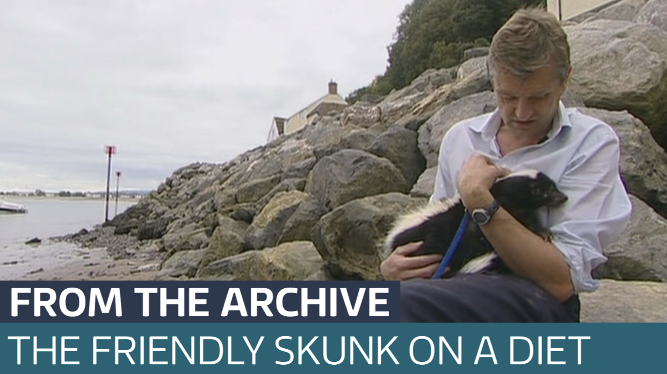 The overweight skunk put on a training plan after living on diet of ...