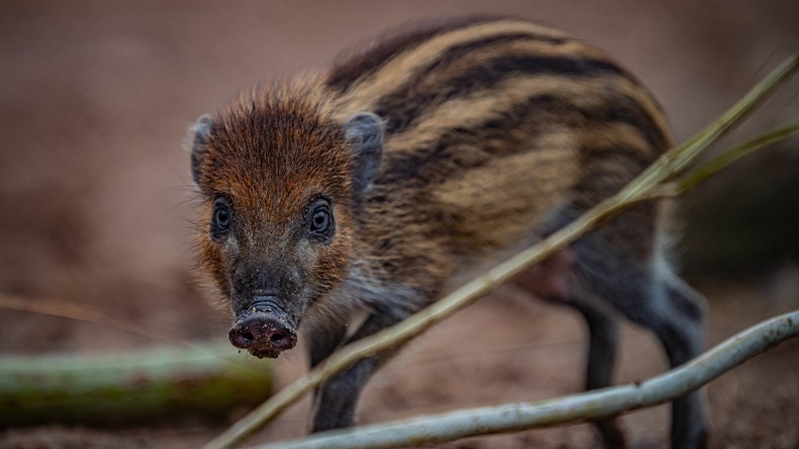 One of the world's rarest 'forest-dwelling' pigs born at Chester Zoo ...