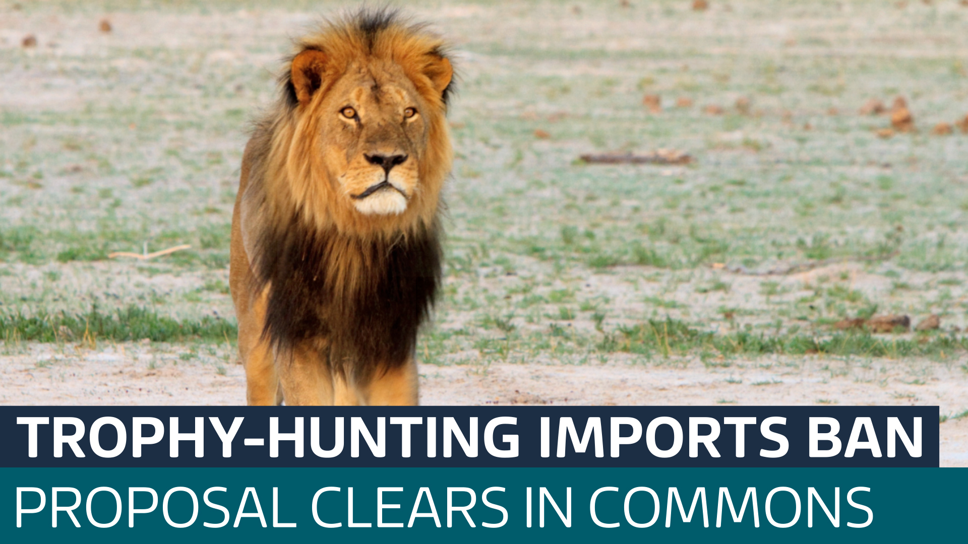 Minister says Cecil the Lion 'did not die in vain' as trophy-hunting ...