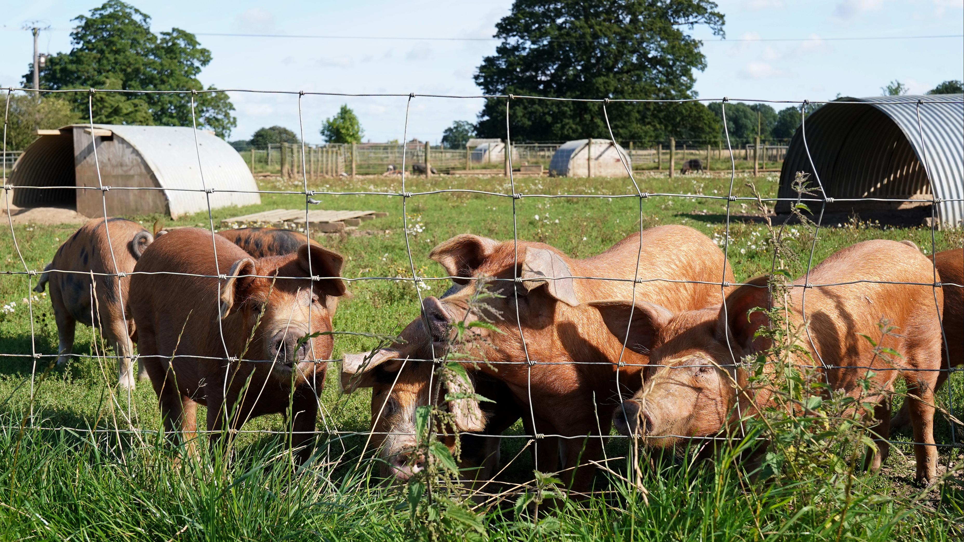 Pig farmers say CO2 shortages could trigger first mass cull for 20 ...