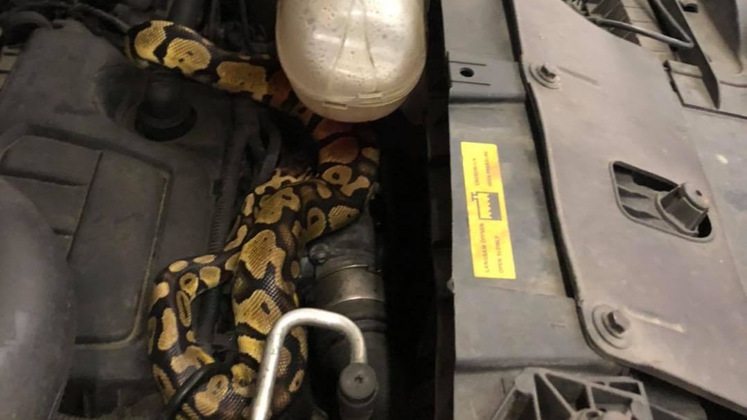Snakes alive: Sleeping serpent found in car engine in Norfolk | ITV ...