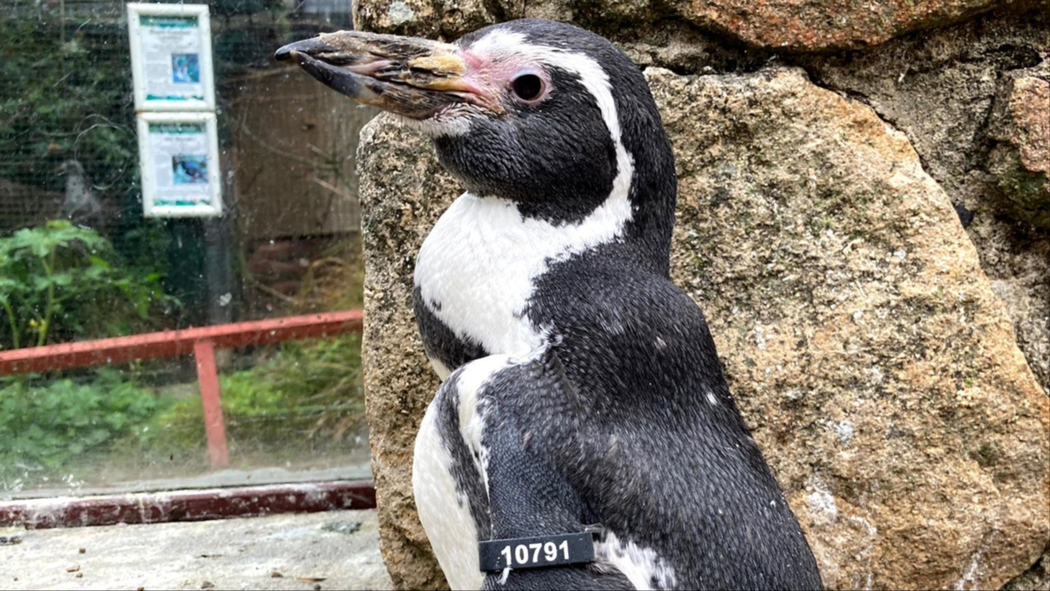 UK's oldest Humboldts penguin celebrates birthday in Cornwall - TittlePress