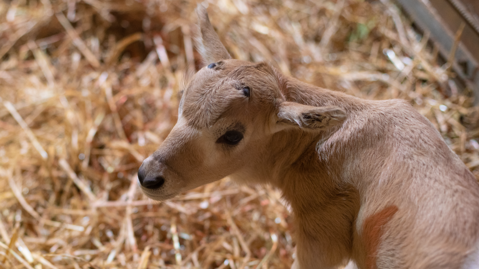 Moment critically endangered addax calf is born at Marwell Zoo captured ...