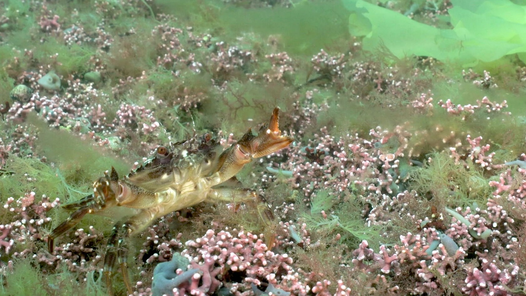 Work starts to protect rare ‘carbon capture’ seaweed discovered off the ...