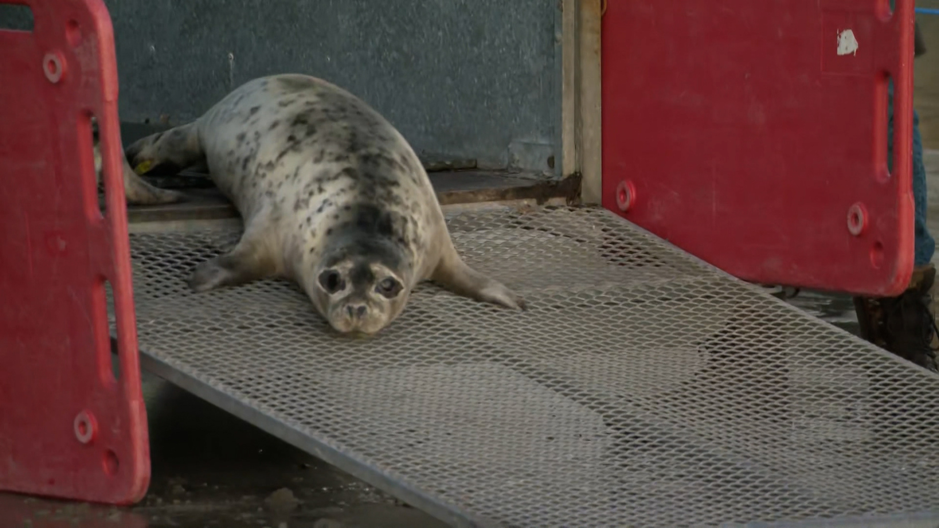 ITV West Country Seals news for Bristol and the West Country