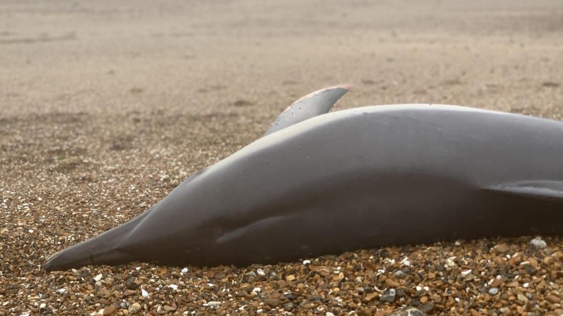 Record dolphin sightings lead to record strandings off south coast ...