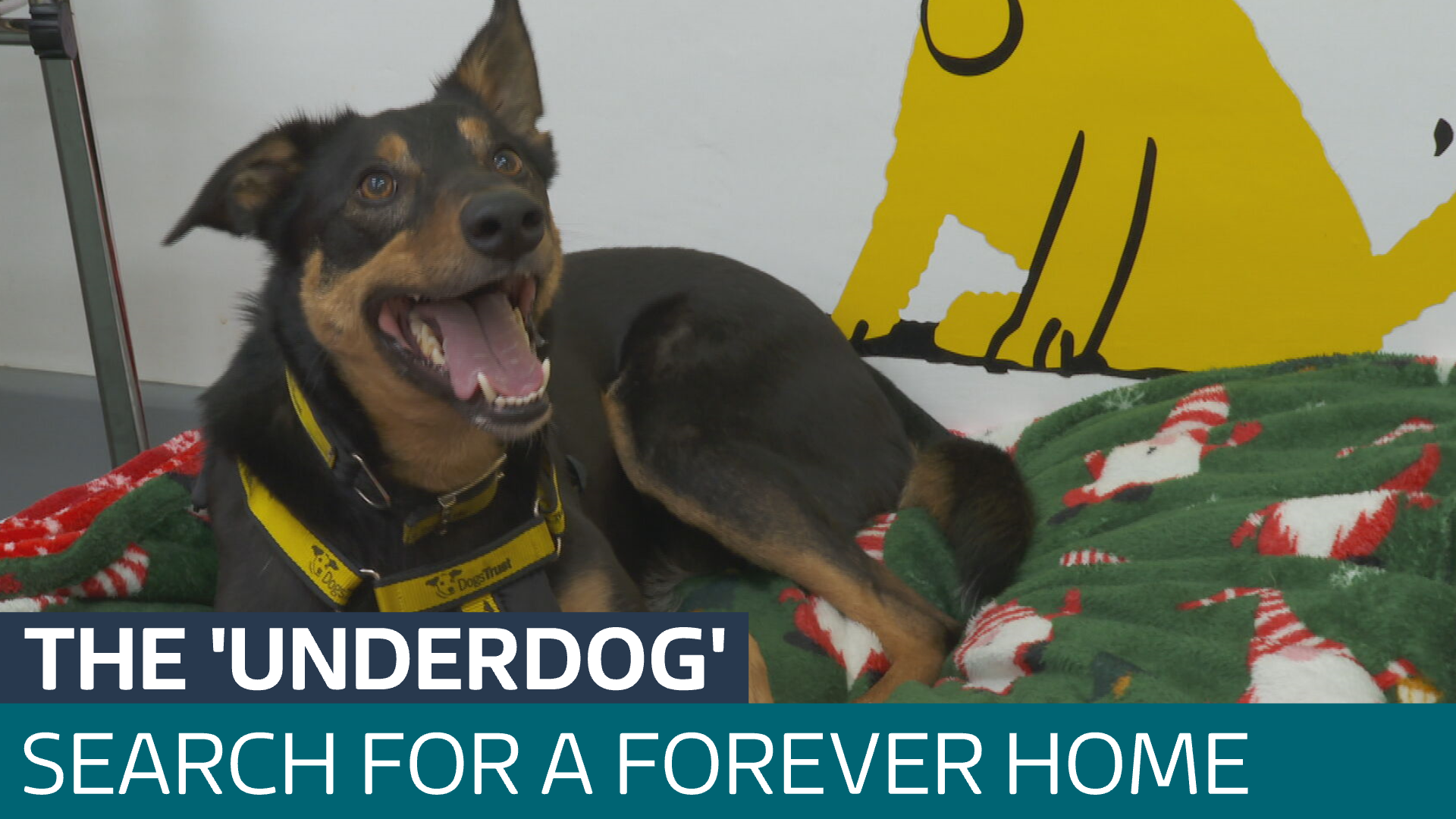 A Christmas mission to find forever homes for dogs waiting years ...