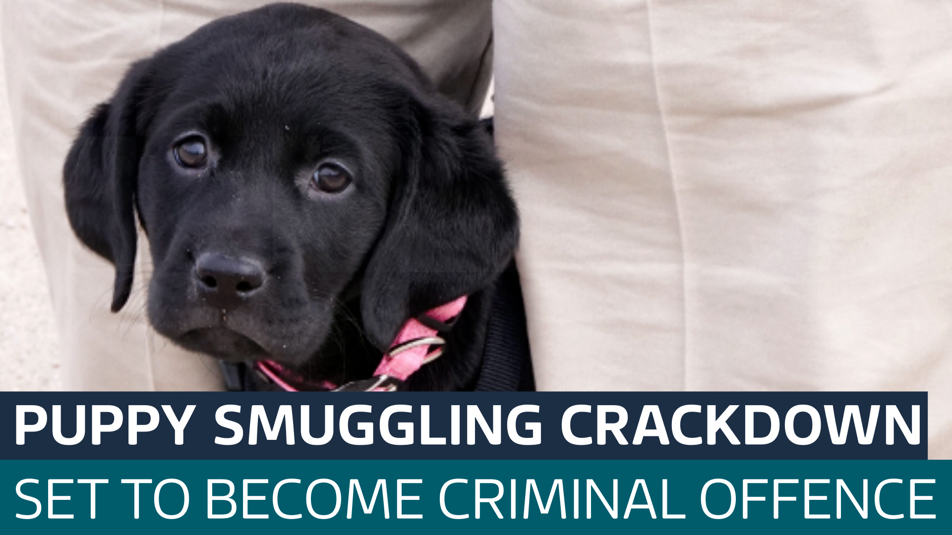 Government urged to crack down on animal smuggling as bill has second ...