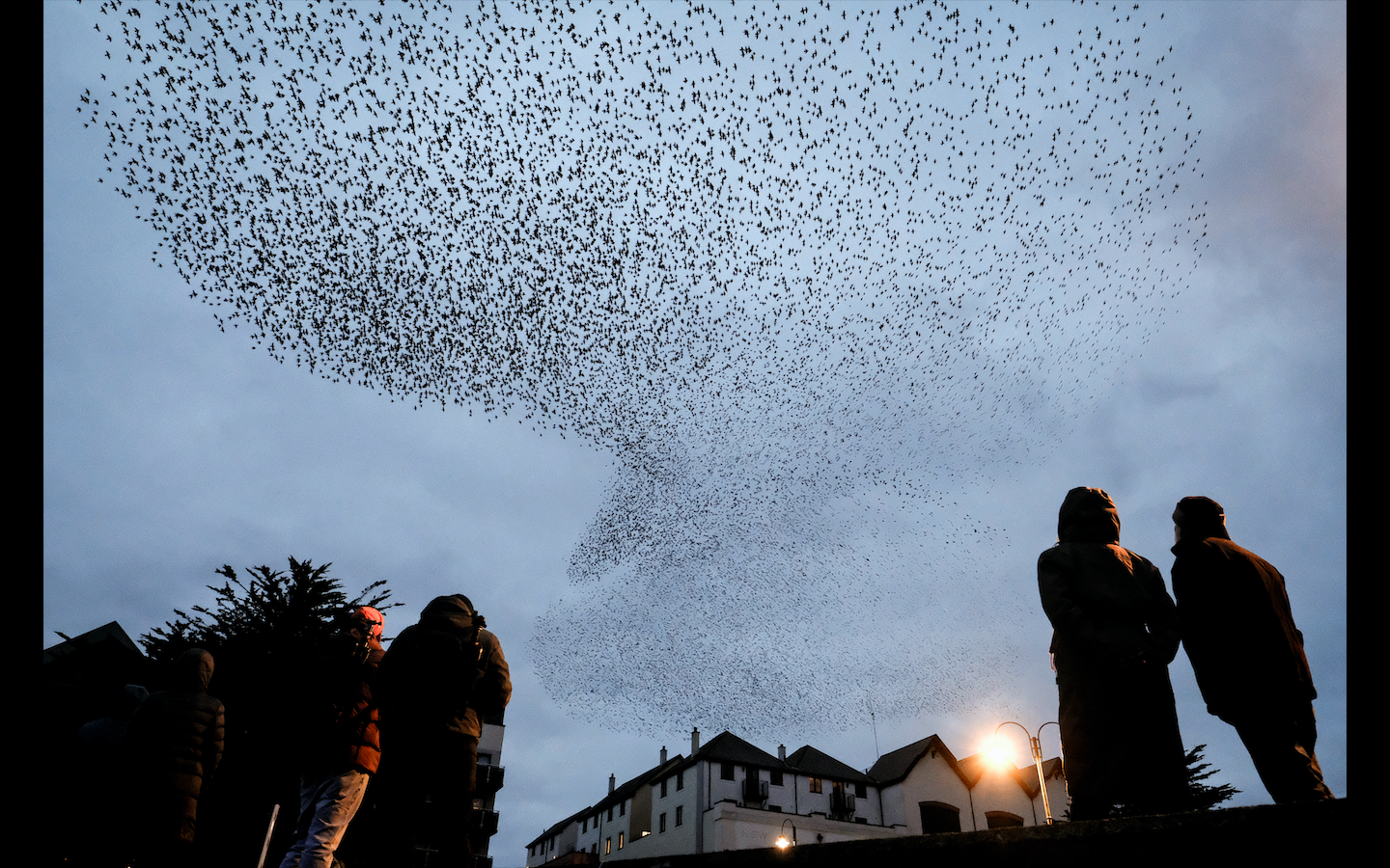 Amazing starling murmuration captured above Cornish town | ITV News ...
