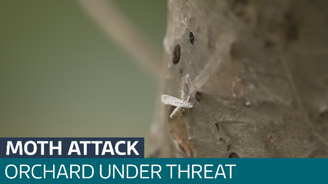 Cider farm says infestation of moths is threatening apple crop - Latest ...