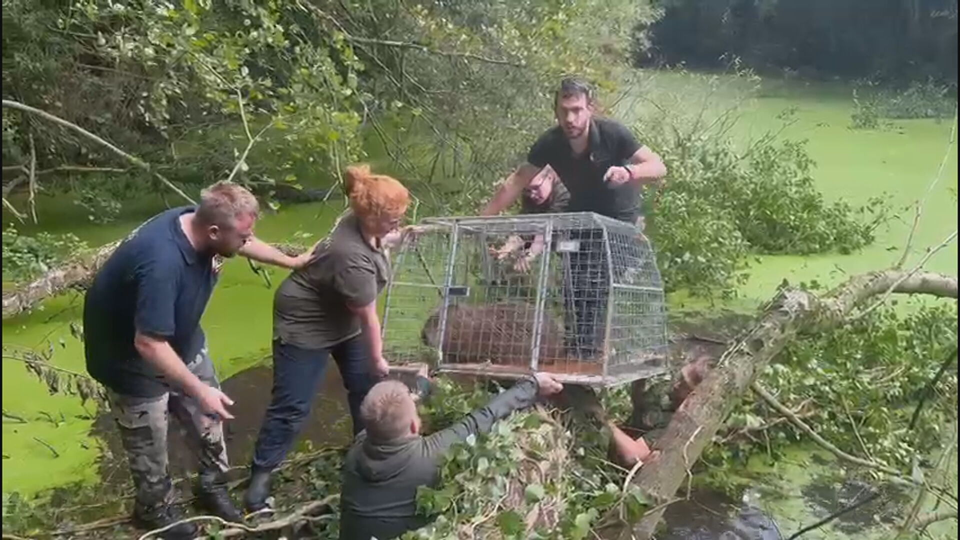 Cinnamon Home: the Capybara on the run from its Telford zoo has been ...