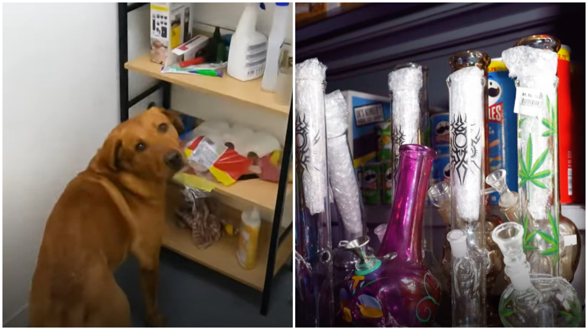 Police dogs sniff out illegal products hidden in secret compartments in ...