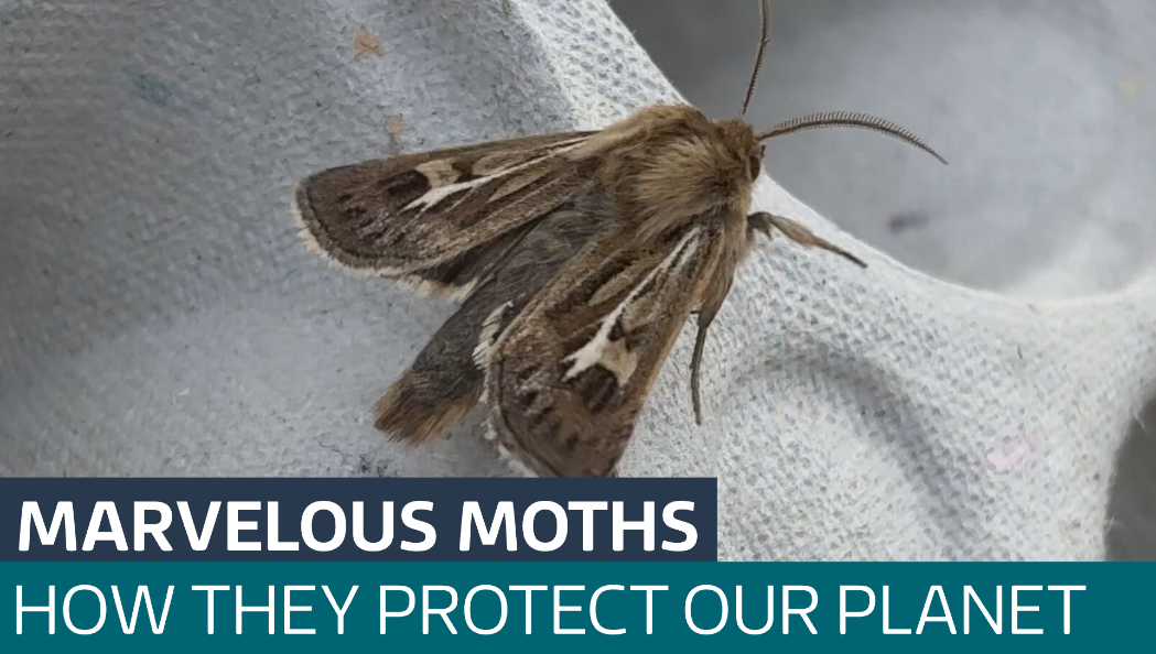 Moth numbers have dropped by up to 30% in the last 50 years, say ...