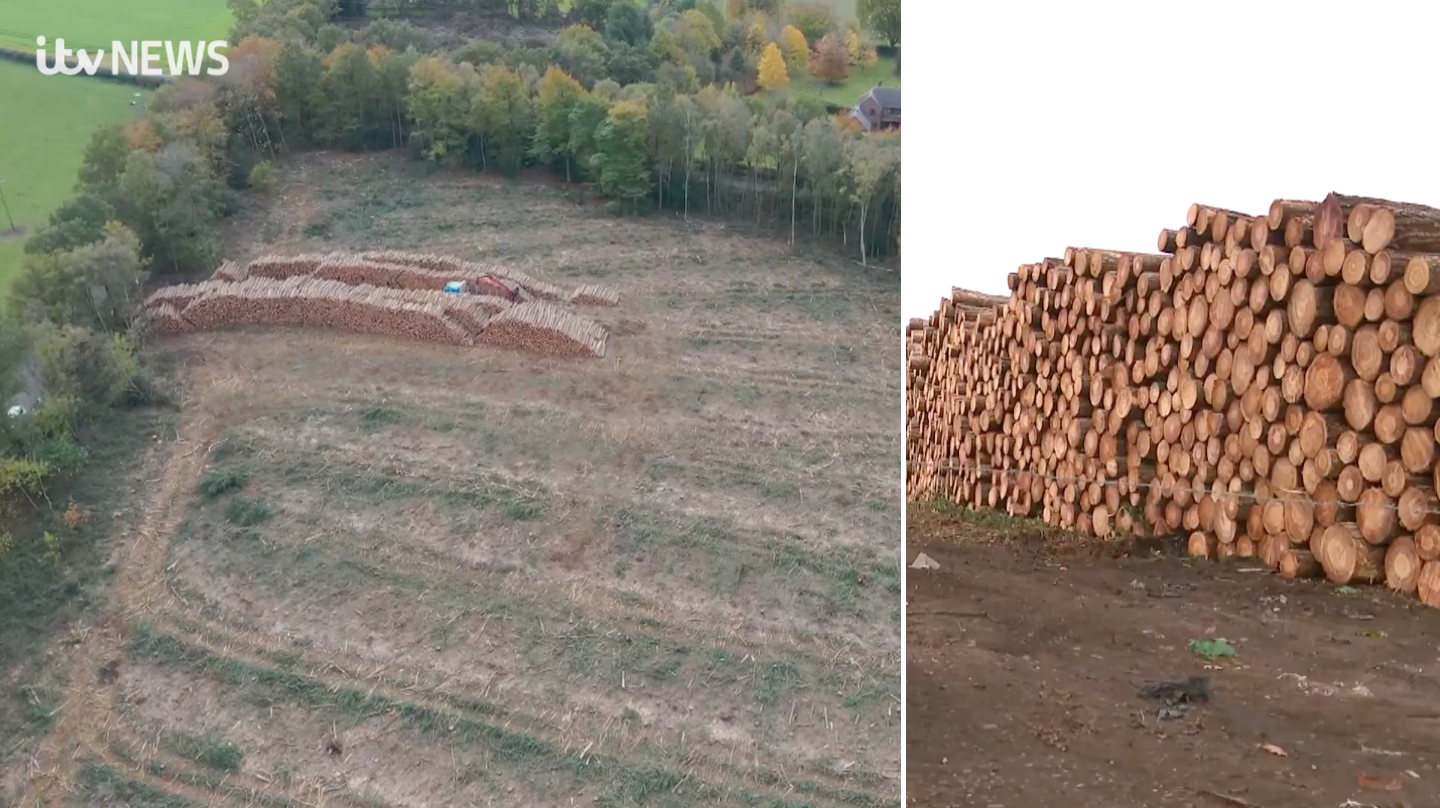 Outrage as hundreds of trees chopped down 'without warning' during ...