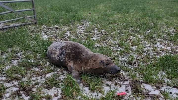A little bit lost - Seal Pup found 18 miles from the coast in a ...