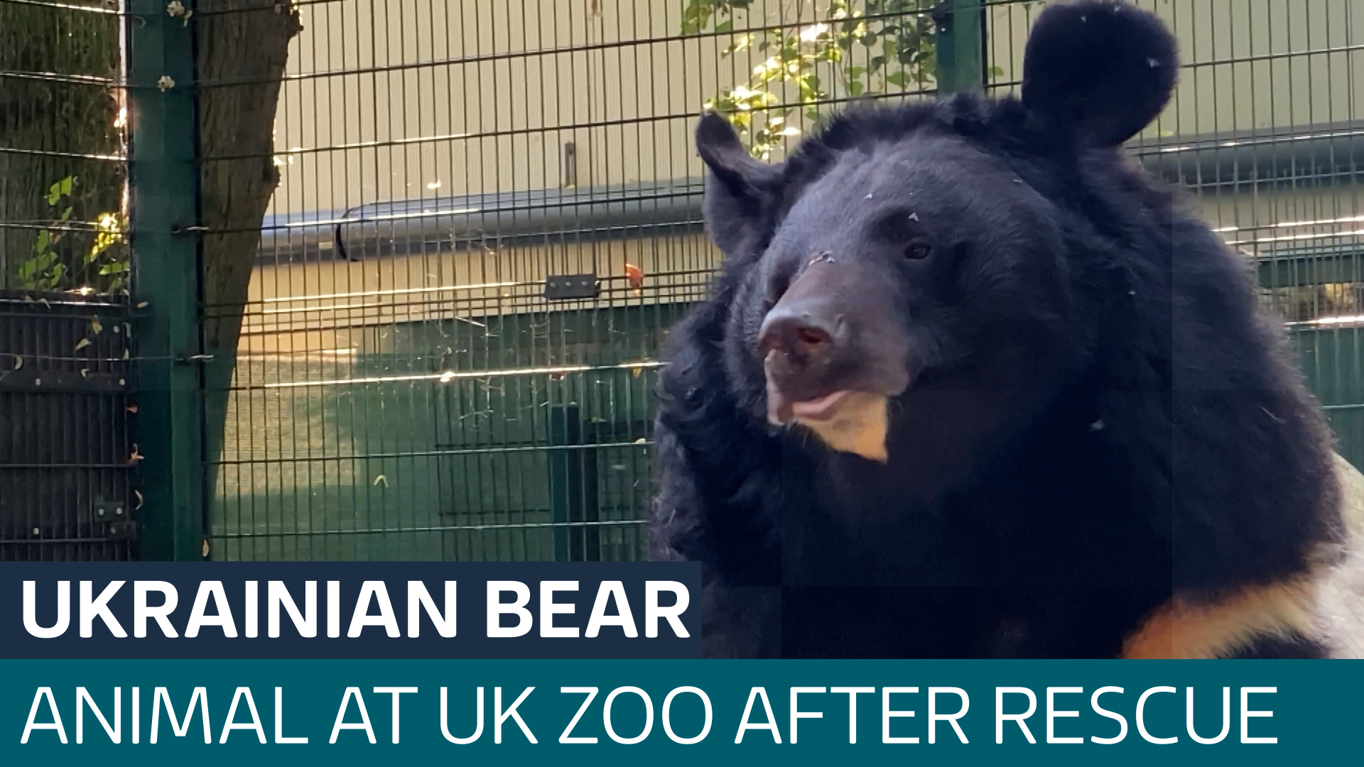 Ukrainian bear who survived Russian shelling welcomed at Edinburgh zoo ...