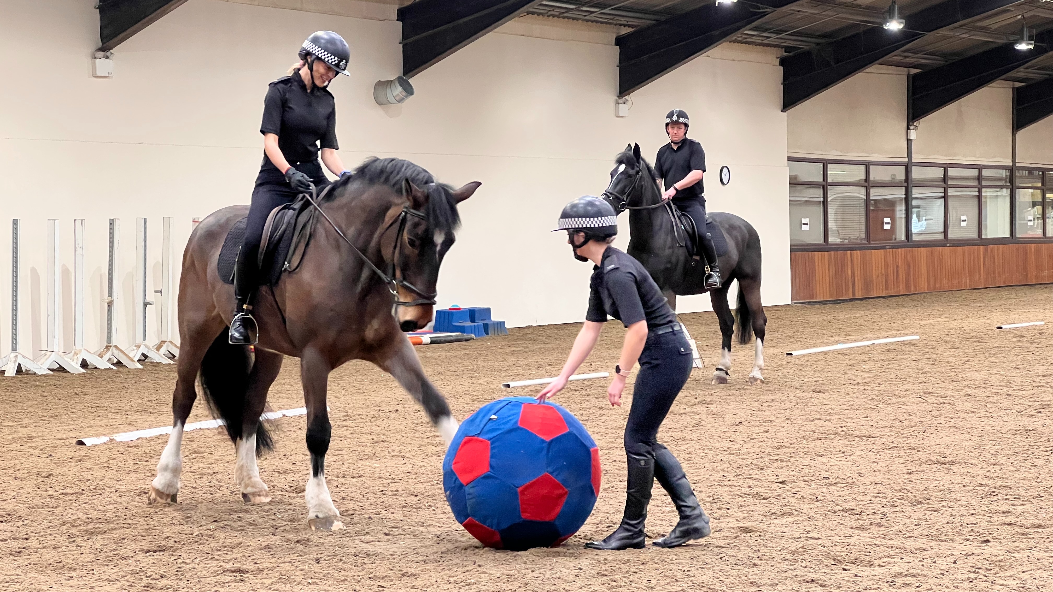 Meet the horses working on the frontline with Avon and Somerset Police ...